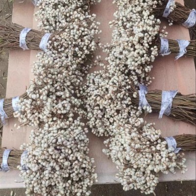 小白果乌桕果f干花花束插花松树装饰树枝植物圣诞树北欧风花束干