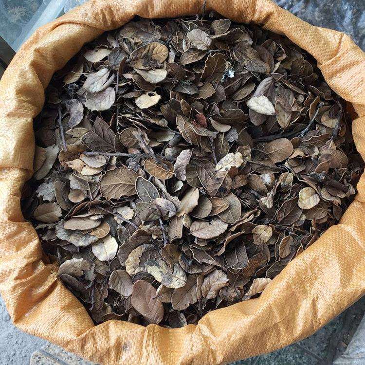 干木耳叶兰草兰花专用植料栽培育苗基质