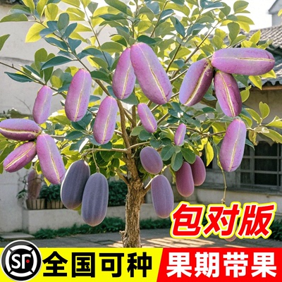 无籽八月瓜树苗炸南北