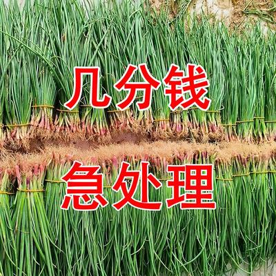 洋葱种子老品种紫皮水果圆葱带根蔬菜种籽苗秧苗山东秋季菜种耐寒