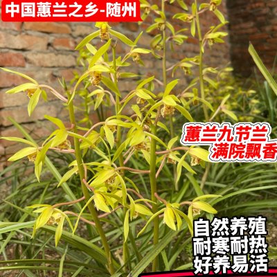 惠兰九节兰蕙兰幽香随州正宗浓香国兰花室内阳台庭院绿植特香