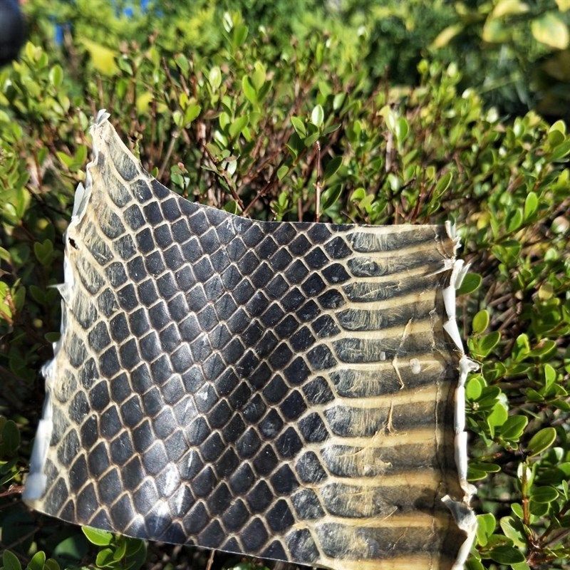 乐器配件 单块乌稍皮 越胡皮 京胡西皮二黄 京二胡曲胡蒙皮乐器皮