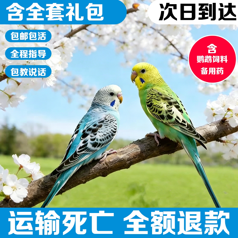 【包学说话】鹦鹉活鸟虎皮鹦鹉玄凤鹦鹉鸟类小鸟手养宠物牡丹鹦鹉