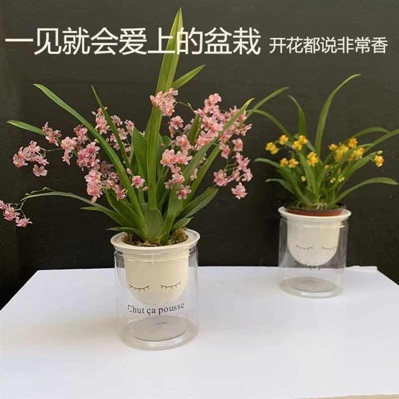6色可选 包开花 下单就送懒人杯 种好发货 梦香文心兰 开花超香