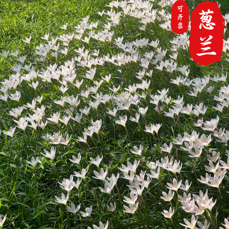 葱兰花苗盆栽地栽苗庭院别墅风雨兰工程绿化苗四季好养多年生葱兰