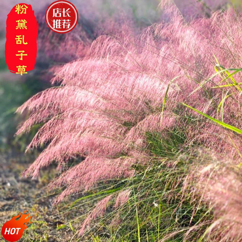 粉黛乱子草花苗观赏草粉色草坪观赏草户外景观绿化造景植物
