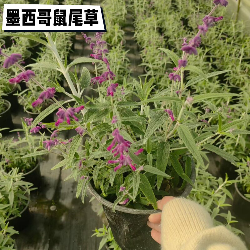 花镜植物墨西哥鼠尾草林荫鼠尾草盆栽带花大苗多年生阳台庭院耐热