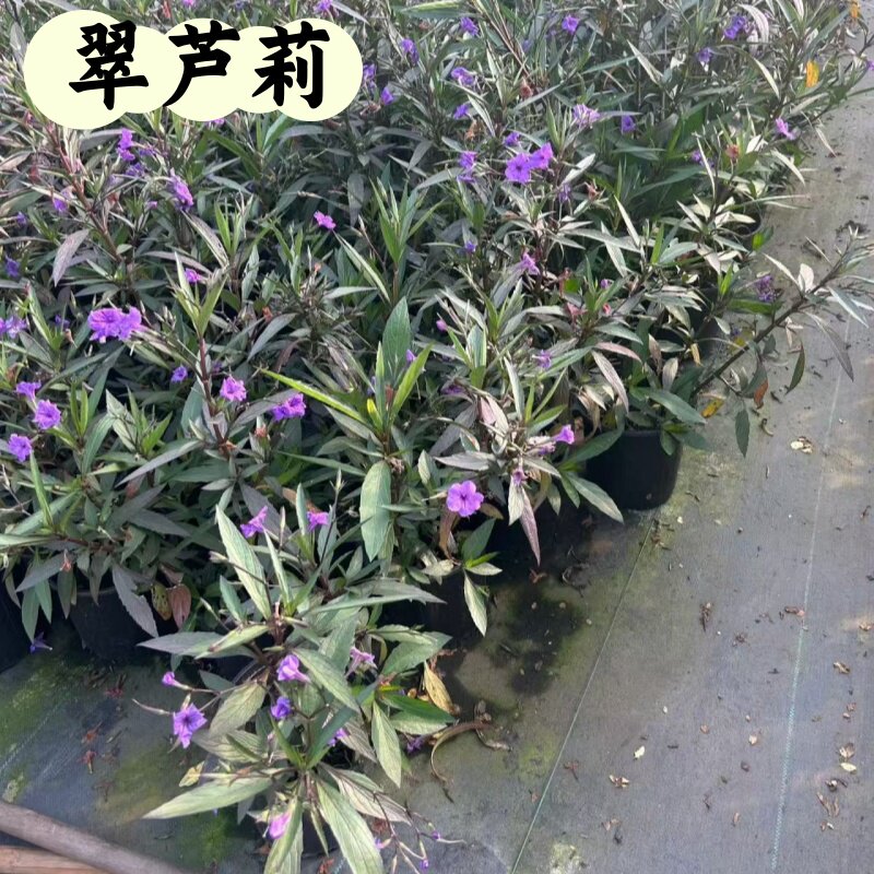 翠芦莉盆栽花苗小苗庭院别墅花园造景搭配多年生工程绿植成都直发