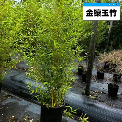 小叶琴丝竹生桩盆景紫竹人面竹