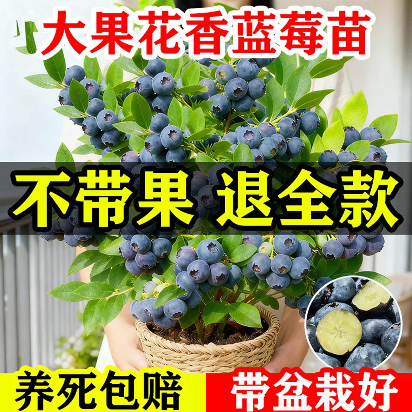 L25大果花香蓝莓树果苗盆栽带果发货南方北方种植四季特大号果树