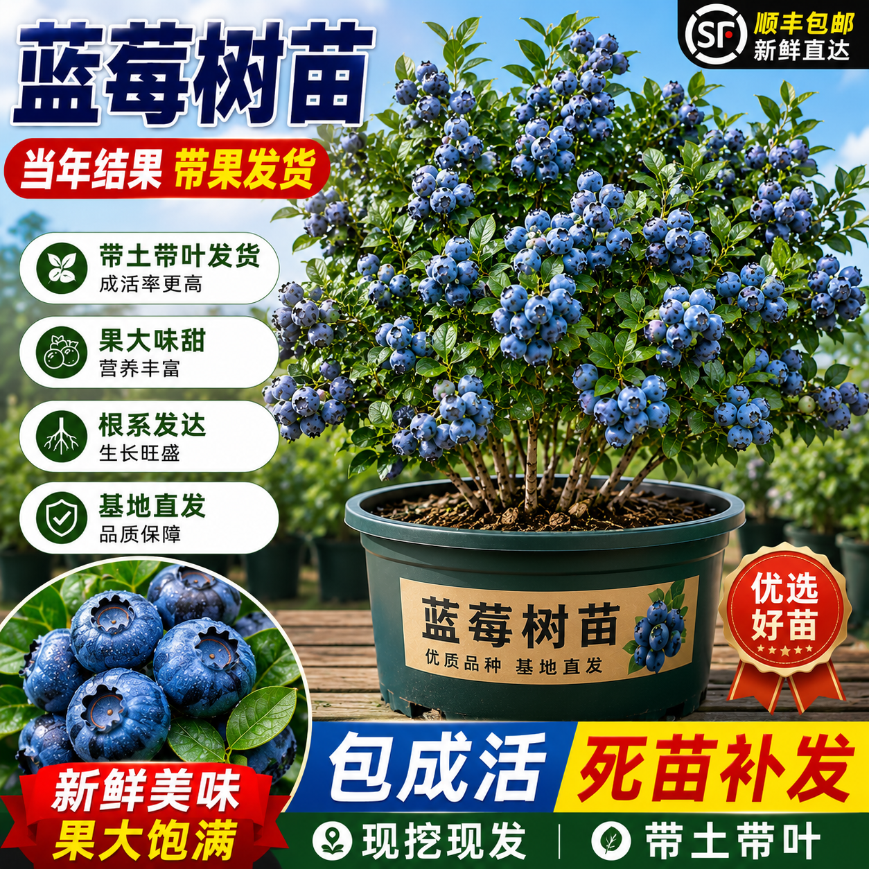 蓝莓树果苗盆栽带果发货特大号南北方种植正宗四季蓝莓盆栽果树苗