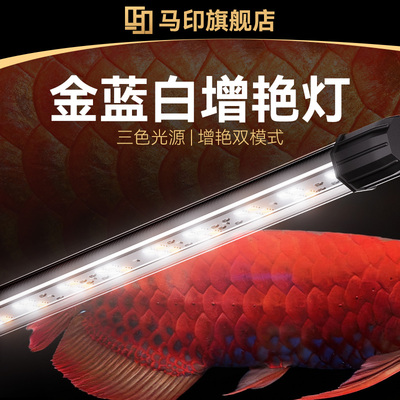 马印龙鱼增艳魔术灯雷龙古蓝底典金龙灯吉罗专用灯蓝白金鱼缸防水