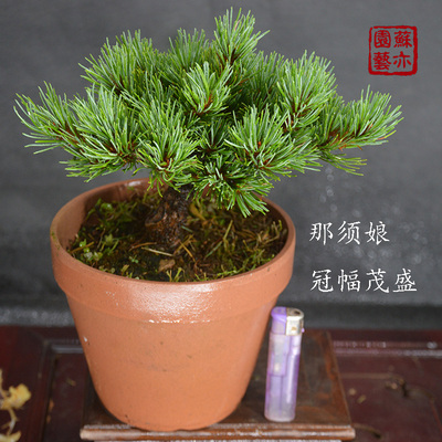 苏亦家-五针松盆景那须娘老桩花吹雪树桩带盆发货