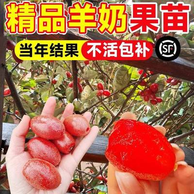 羊奶果嫁接苗德甜二号特大甜果盆栽果树胡颓子南北方庭院种植地栽