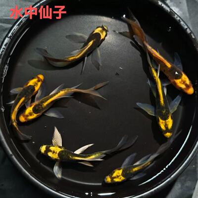 德系大酋长玛雅蝴蝶鲤冷水观赏鱼