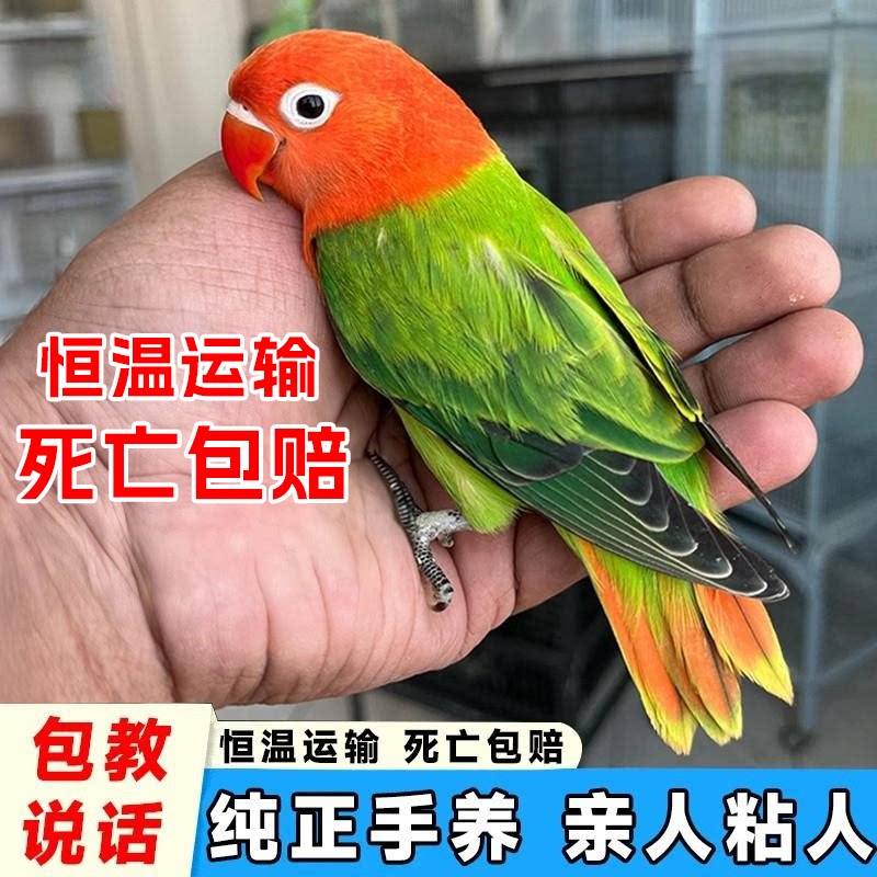 牡丹鹦鹉活鸟会说话黄桃绿桃紫罗兰亲人上手纯手养宠物鸟公母繁殖