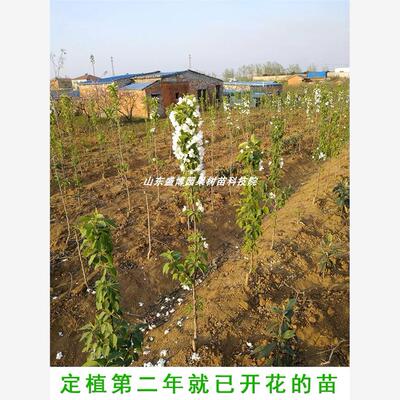 嫁接新疆阿克苏苹果苗矮
