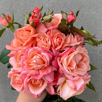 奥特亚罗瓦/新西兰/Aotearoa 月季花苗 大花浓香灌木勤花月季盆栽