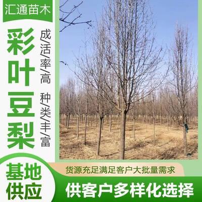 10-13彩叶豆梨道路绿化防护树落叶乔木棠梨野梨树园林景观树
