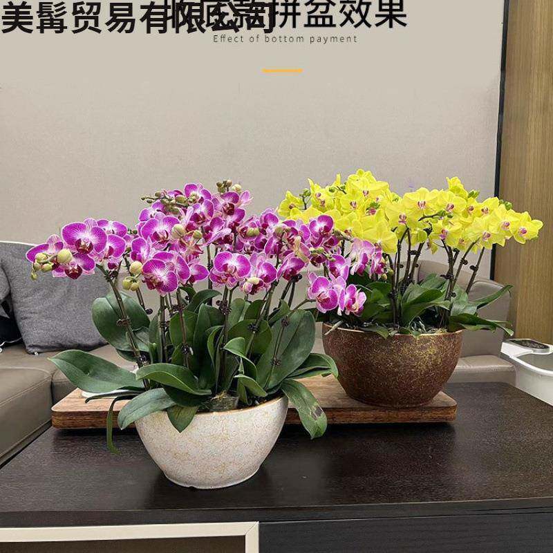 蝴蝶兰花盆盆陶瓷家用美其他髯盆栽盆大口径组盆矮套轻奢兰花