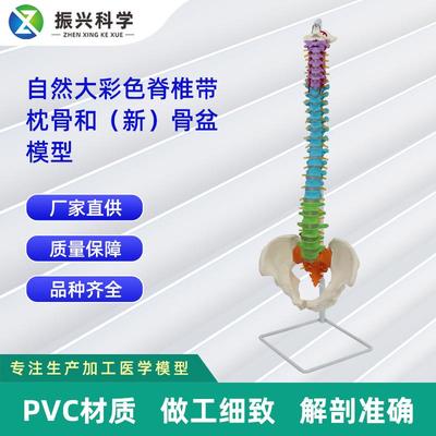 自然大彩色脊椎带枕骨和新骨盆模型教学模型
