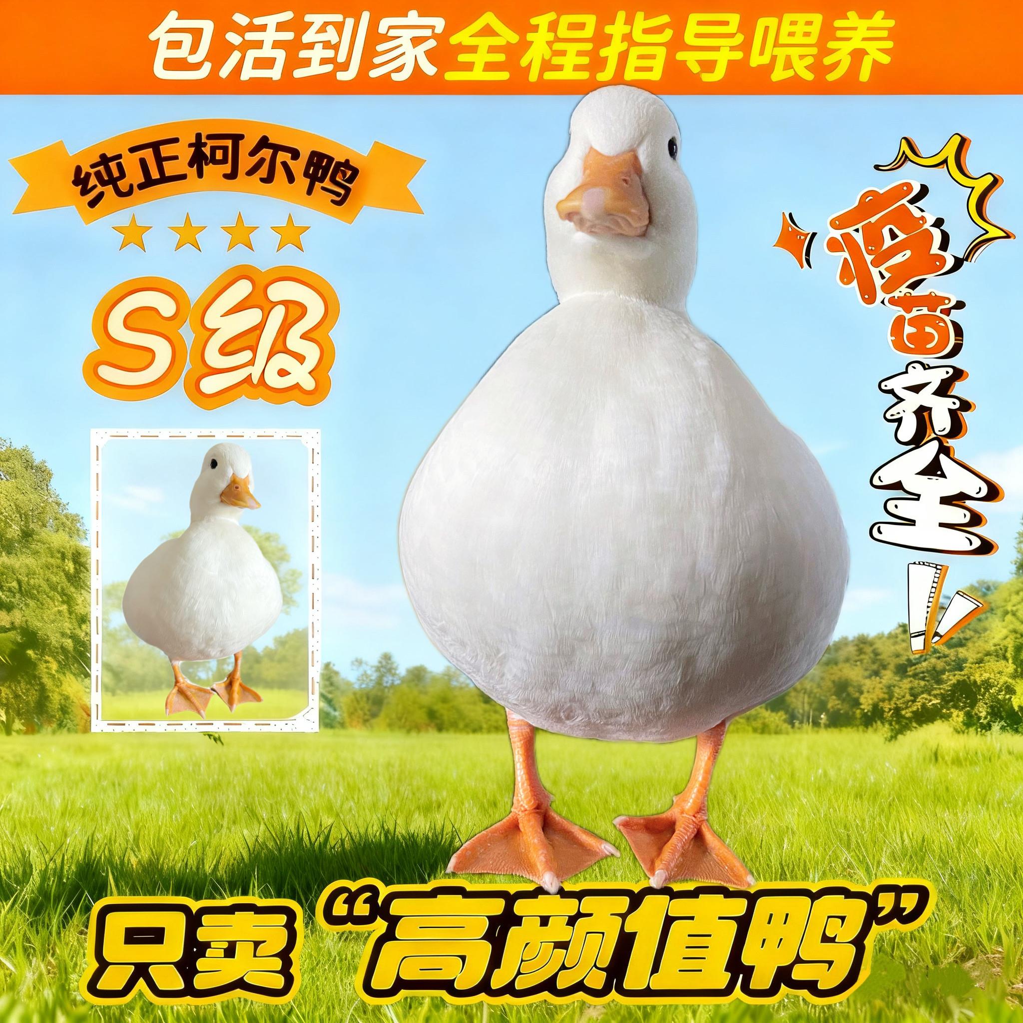 【视频选鸭】荷兰纯种柯尔鸭正品赛级S级网红活宠物鸭青成年幼崽