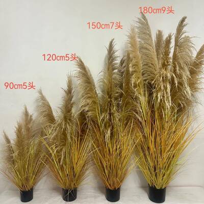 天然芦苇洋草ZY00088秋色芦苇适用商酒店装饰摆件景葱场布置影场