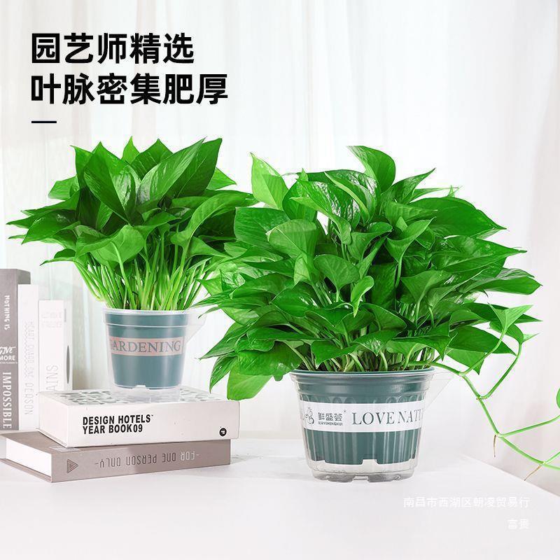 大叶客厅大盆除甲醛绿箩室内花卉吸长盆栽植物藤好养绿植其他
