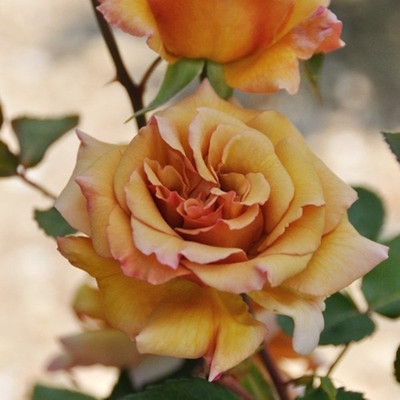 初音  月季花苗 河本月季开花复古色 阳台庭院盆栽花卉植物