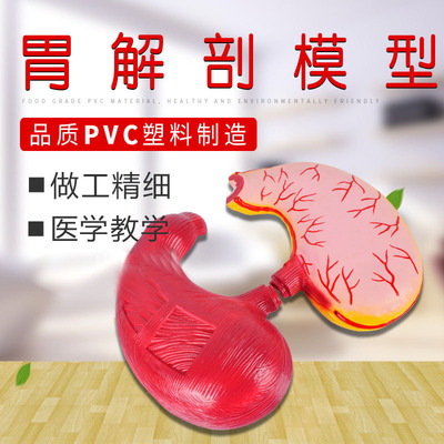 胃解剖模型胃的结构模型自然大生物模型33222初高中生物实验器材