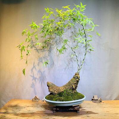 小簕竹室内办公室桌面绿植花卉懒活好养客易厅人小AL100136盆栽叶