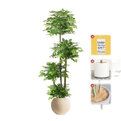 福树大盆栽植物绿植XRG厅大幸型落地假植发财树室物内客家居摆件