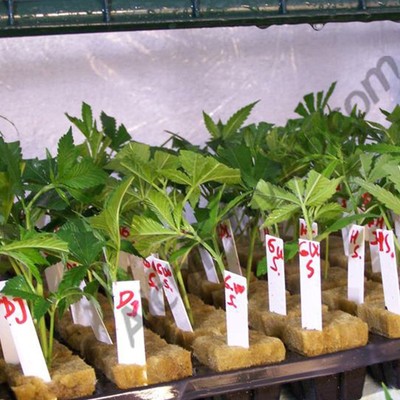 水培育苗岩棉无土栽培种菜设备方形凹坑蔬菜定植棉种植棉育苗基质