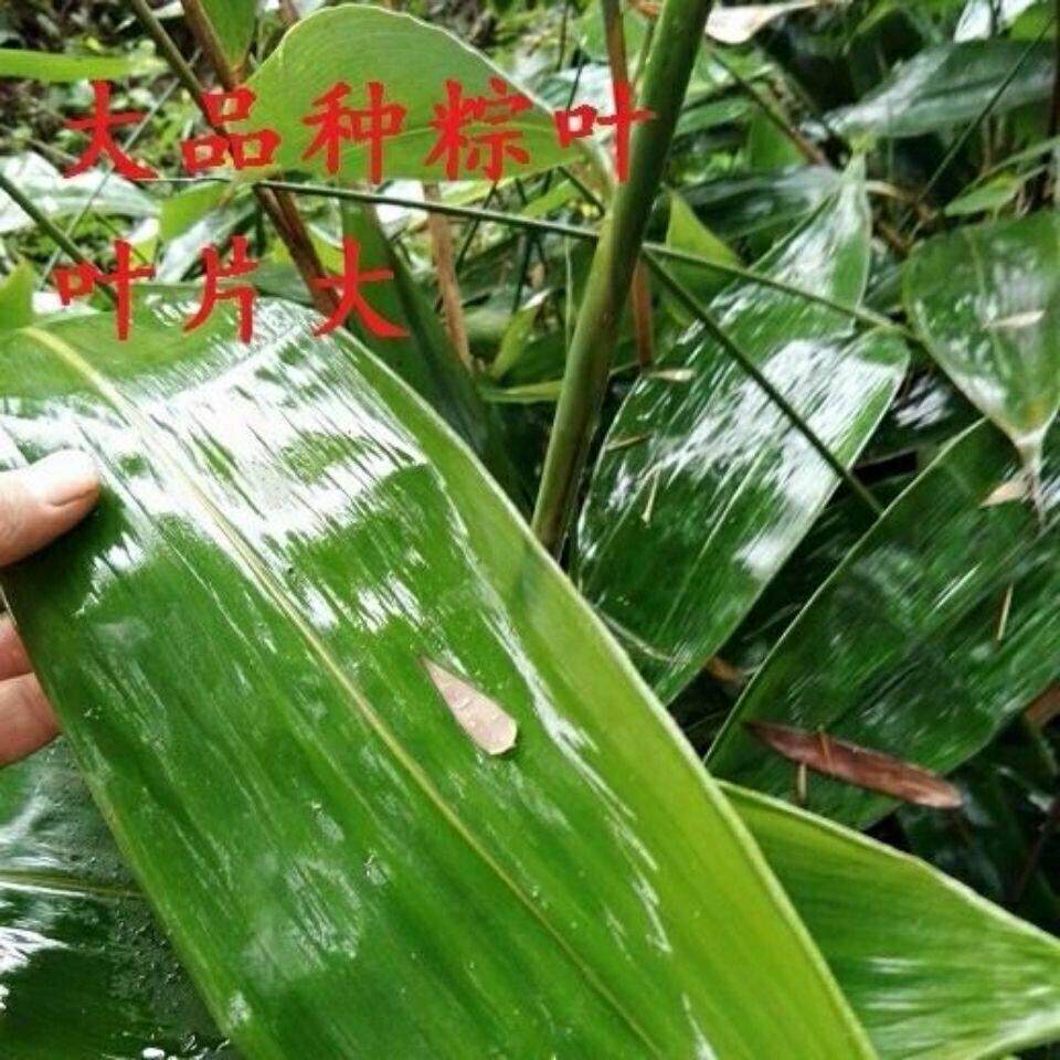 大粽叶苗箬竹根苗端午包粽子专用叶片苗纯天然粽叶苗四季长青苗木