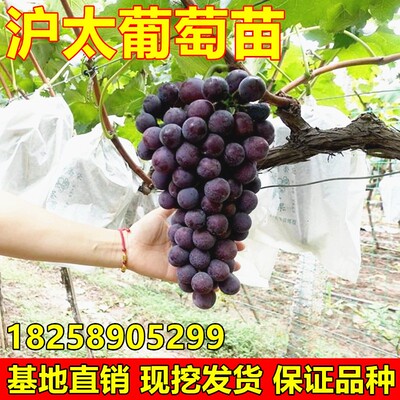 沪太八号葡萄苗8号9号10