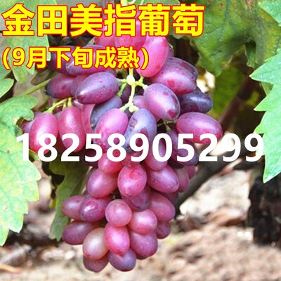 金田美指葡萄苗嫁接南北
