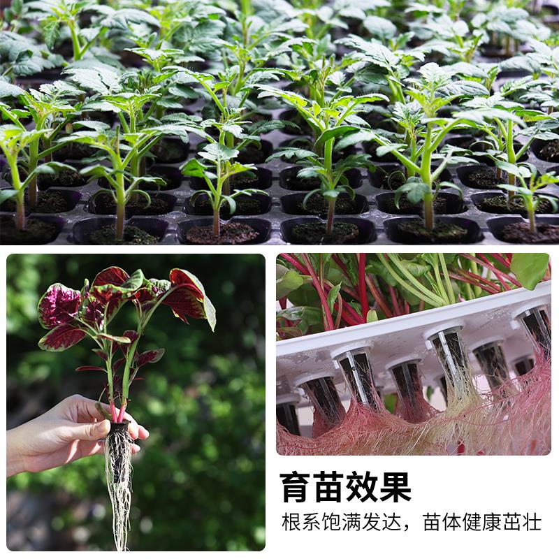 育苗盒带盖无土栽培育苗块播种扦插盘水培基质保温保湿育苗盆神器