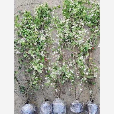 风车茉莉大苗老桩爬藤植