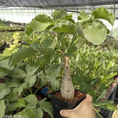 安哥拉葡萄翁实生块根植物Cyphostemma uter var macropus Angola