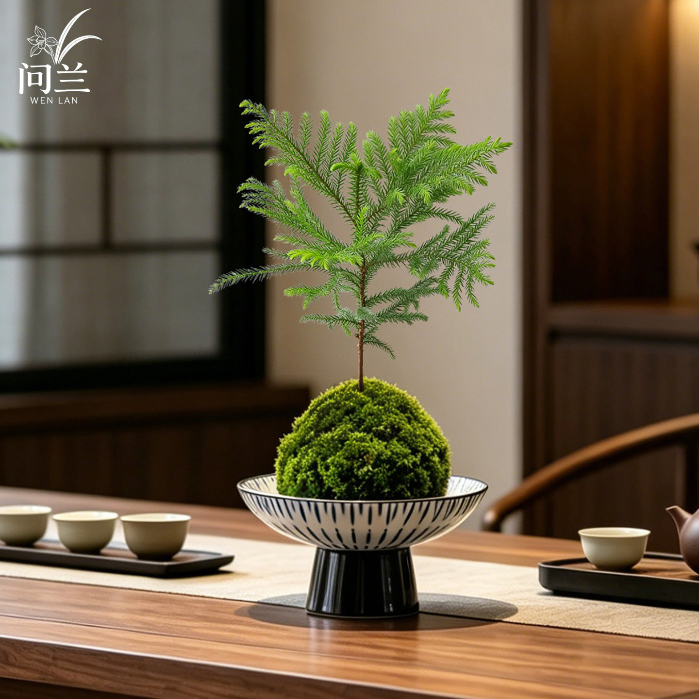南洋杉水培苔藓球办公室桌面小盆栽电脑桌绿植室内好养植物澳洲杉