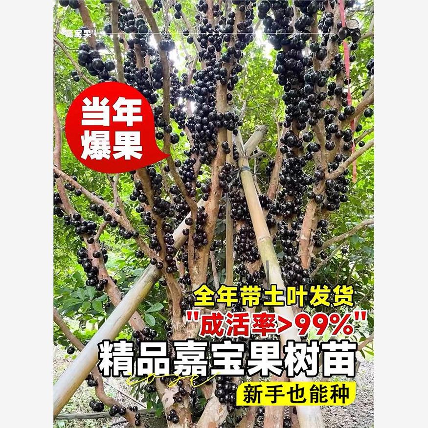 特大四季嘉宝果树葡萄苗树带果发货盆栽地栽阳台庭院种植果树果苗