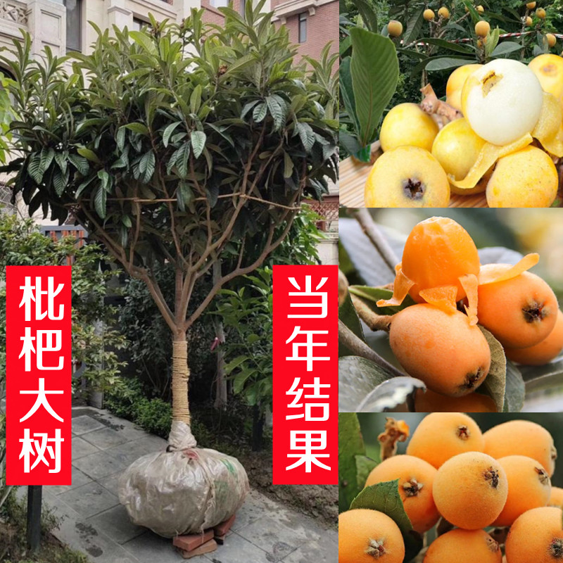 枇杷苗树嫁接果苗大果南北方庭院耐寒四季水果苗琵琶无核批把