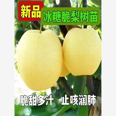 梨树果苗嫁接苗翠冠丰水