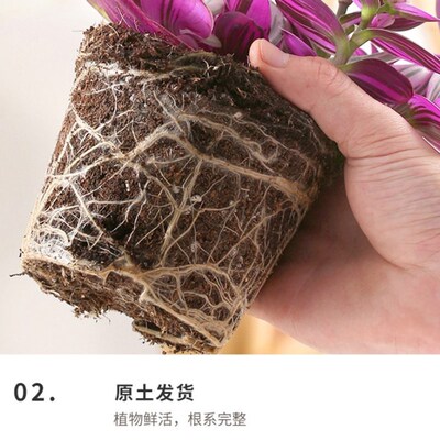 婚礼油画吊兰盆栽兰锦紫兰露阳台室内办公桌水培植物好养绿植花卉