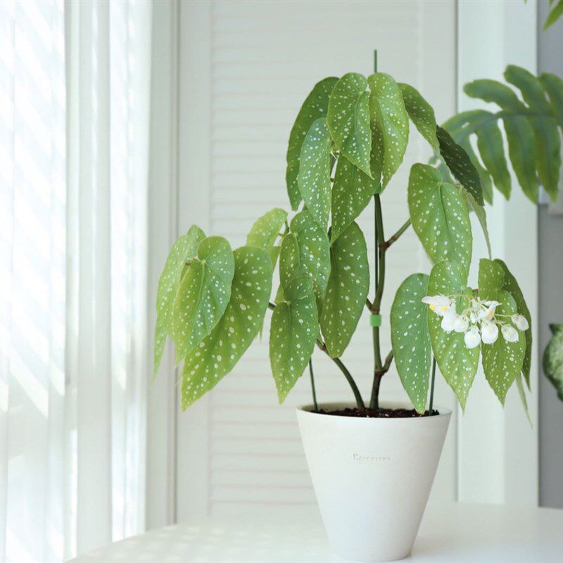 白花竹节秋海棠 室内可开花观叶绿植