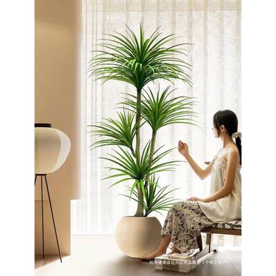 血SYE树绿植龙龙须树树龙铁客厅室装饰内大型假植物盆栽落地摆件