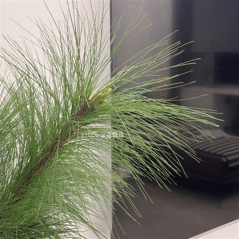 【云花甄选】放轻松青松灯鲜切枝客厅摆件插花花期长鲜花云南空运