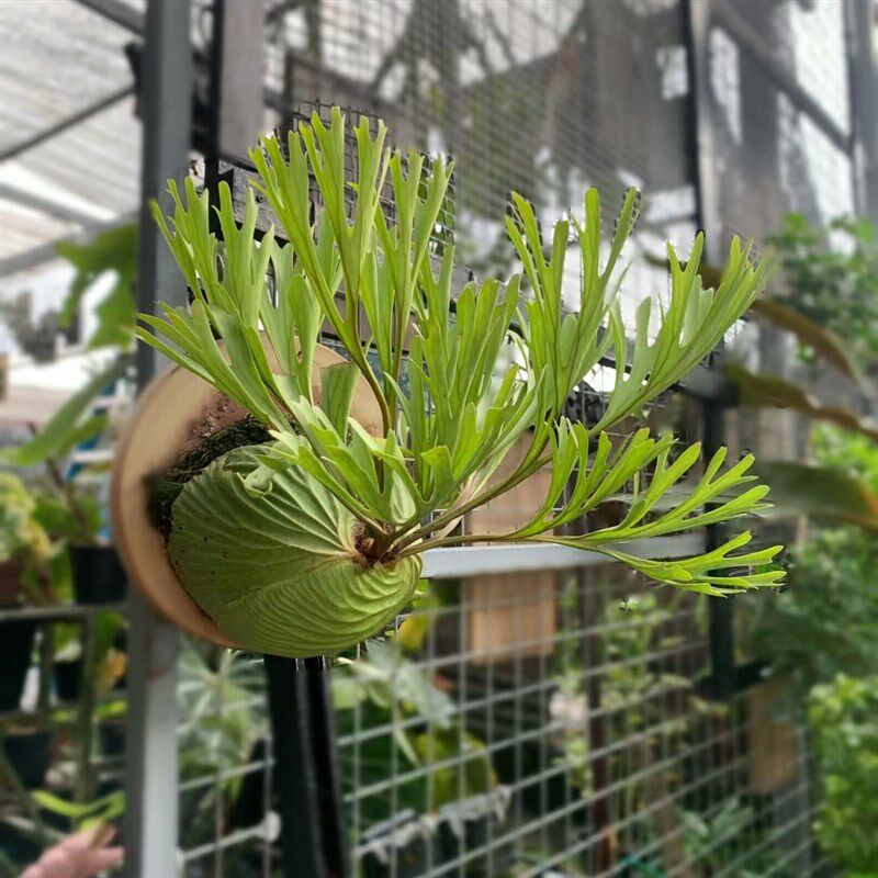 亚猴鹿角蕨,18种原生鹿角蕨之一,亚洲猴脑鹿角蕨,板植装饰热植