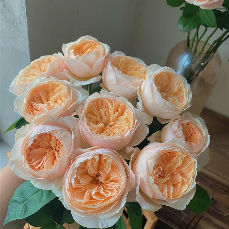 朱丽叶玫瑰奥斯汀花型鲜花送人花束生活插花鲜切花云南基地直发