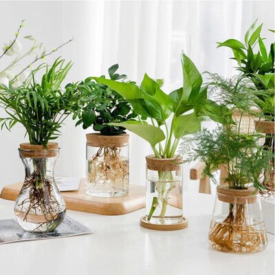 Mini Hydroponic Flower Pot Transparent Terrarium Glass Soill